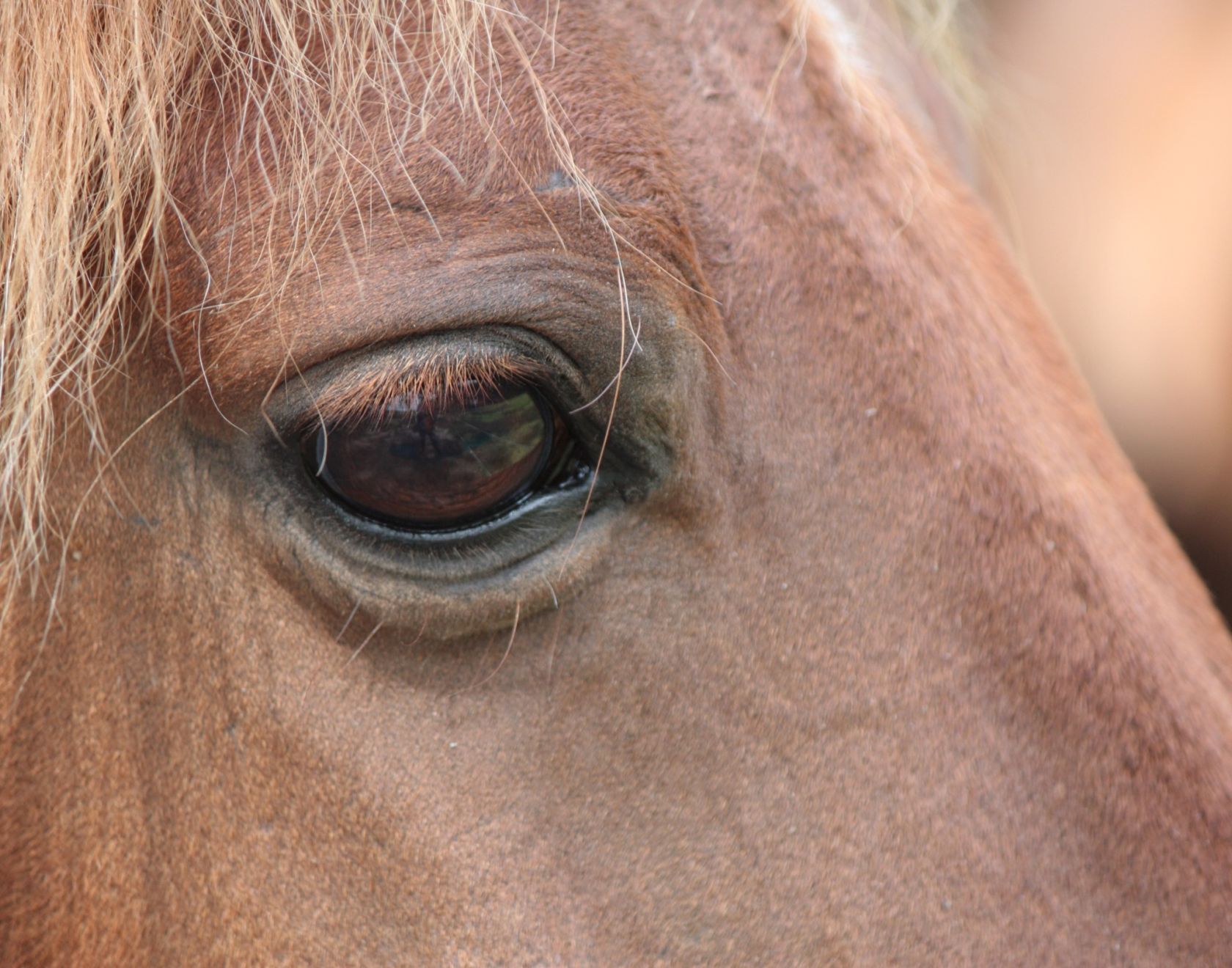 auge-blinzeln-blick-janne-oltmanns-pferdeenergie
